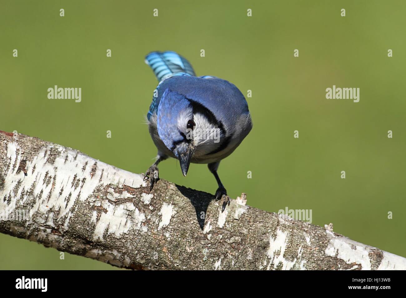 bird, wild, birds, wildlife, nature, animal, bird, wild, birds ...
