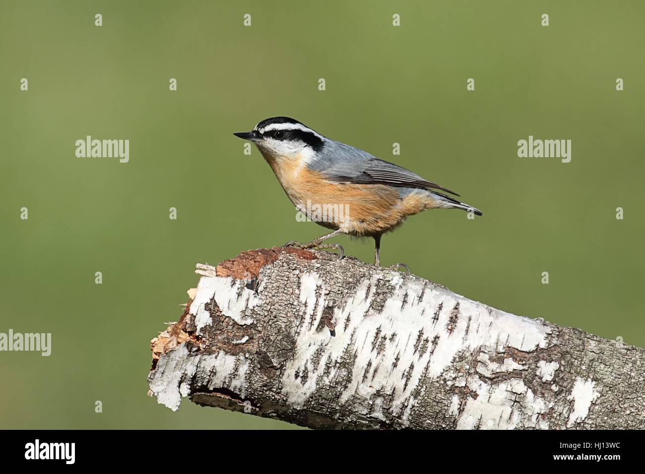 bird, wild, wildlife, nature, animal, bird, fauna, wild, birds, wing ...