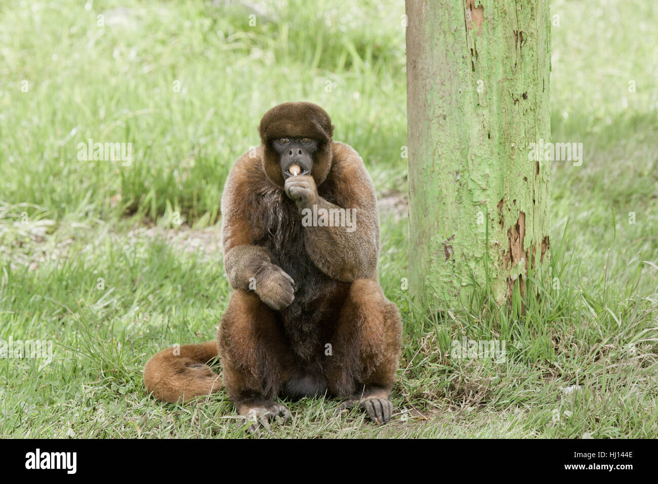 animal, monkey, candy, sucker, loja, southern ecuador, wooly monkey ...