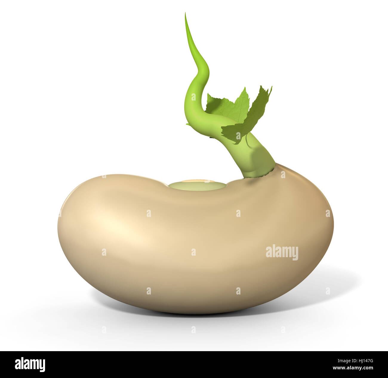 A closeup of a regular sugar bean germinating a green tendril with two ...