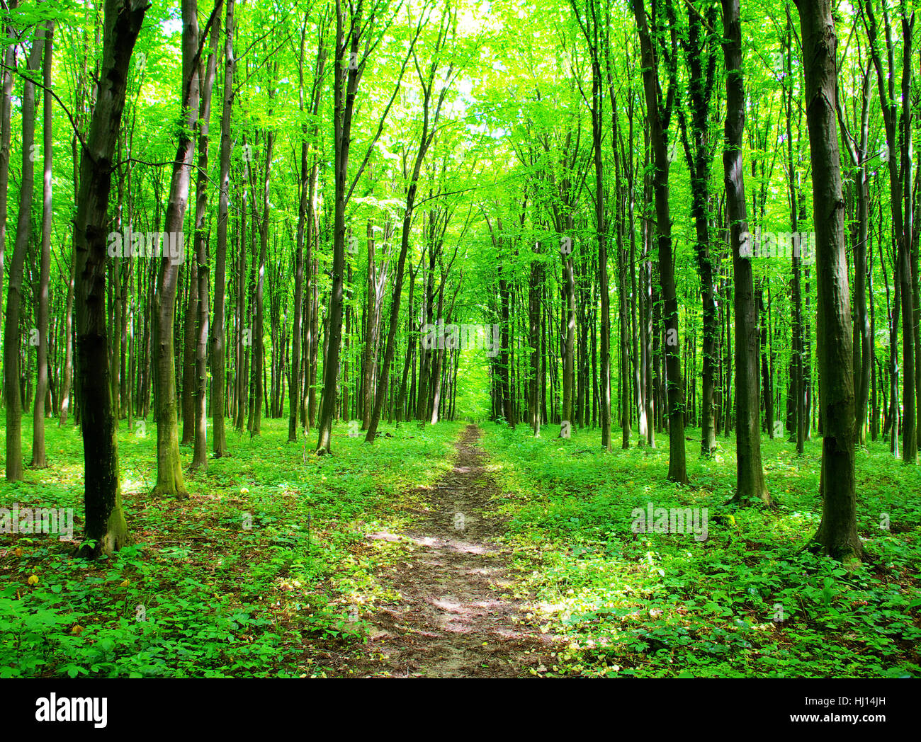 religious, tree, trees, sunbeams, sunlight, magnificence, woods, luxury ...