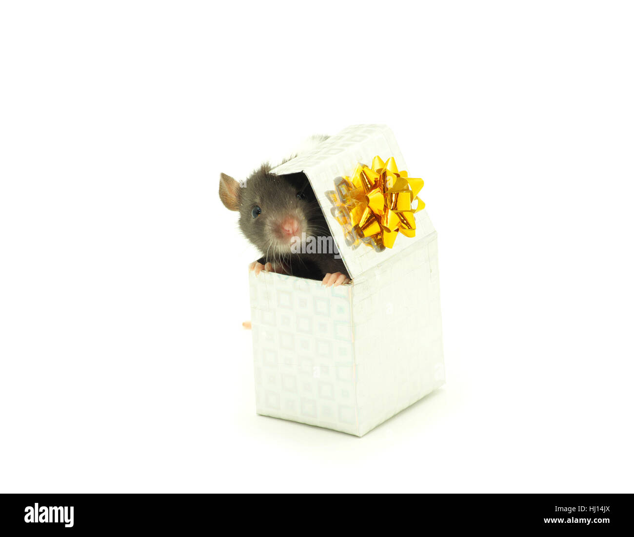 funny rat in box isolated on white background Stock Photo - Alamy