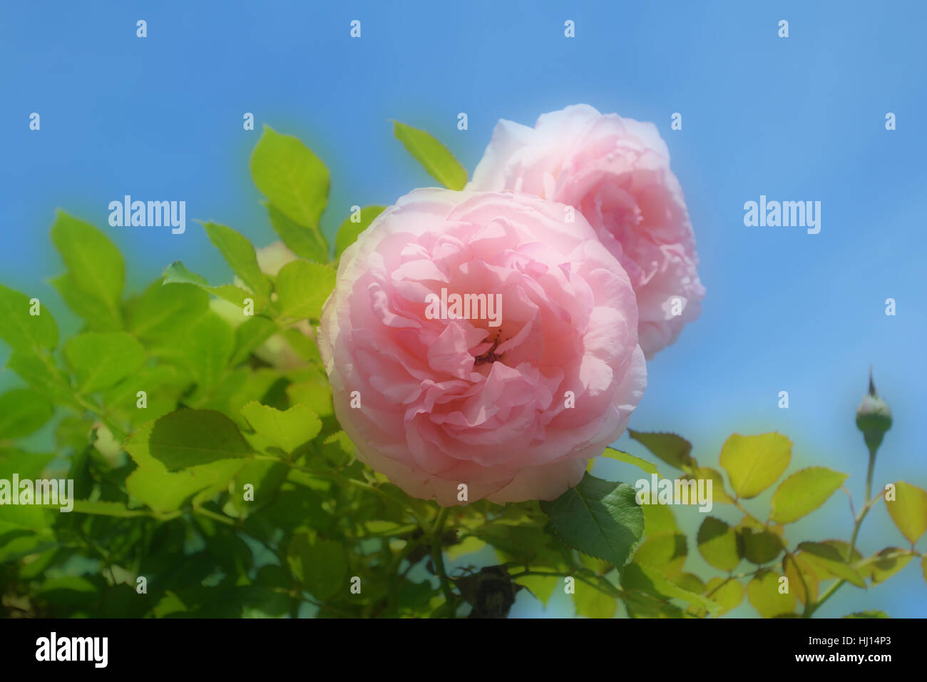 Dreamy Pink Flower Stock Photo - Alamy