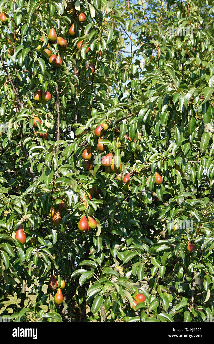 pear tree in autumn Stock Photo - Alamy