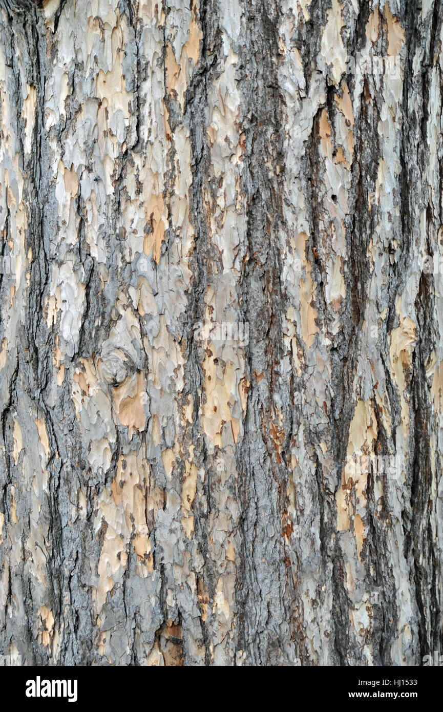 tree, rough, surface, weathered, bark, board, macro, close-up, macro ...