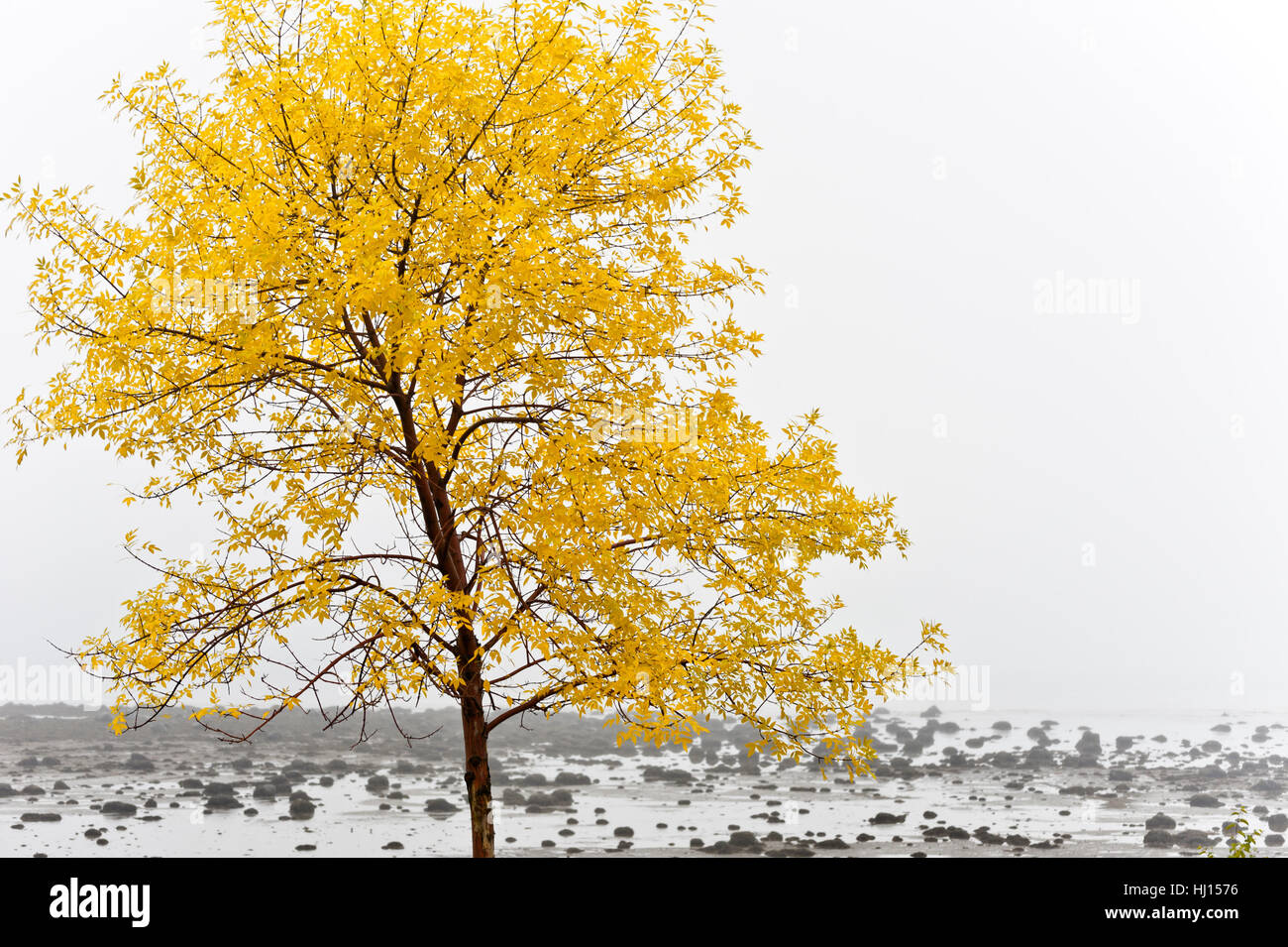 beautiful, beauteously, nice, environment, enviroment, tree, park, wood ...