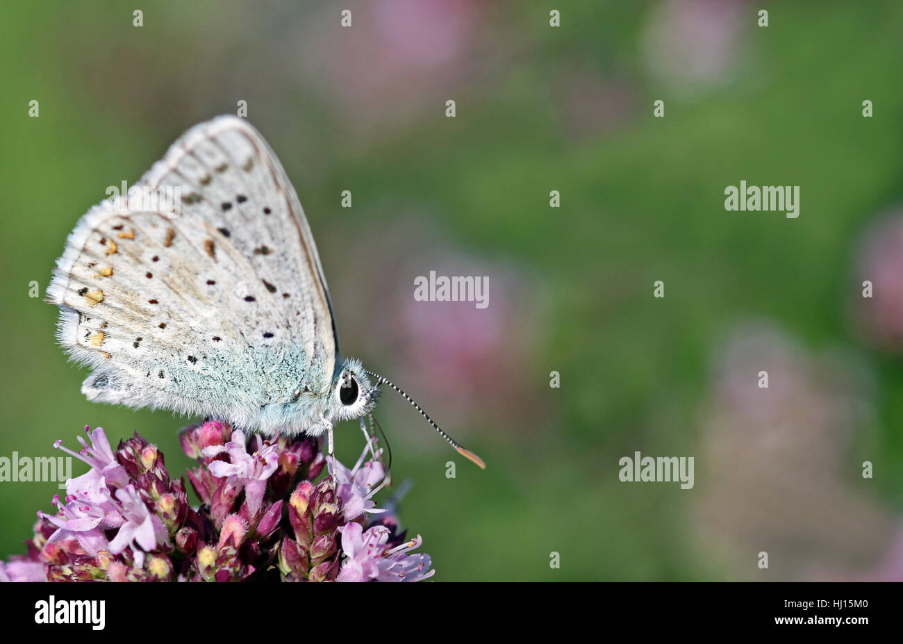 male bluebird polyommatus coridon on thyme Stock Photo - Alamy