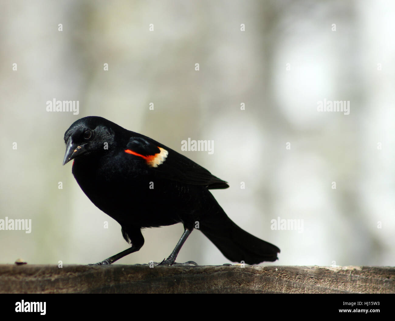 bird, spring, bouncing, bounces, hop, skipping, frisks, jumping, jump ...