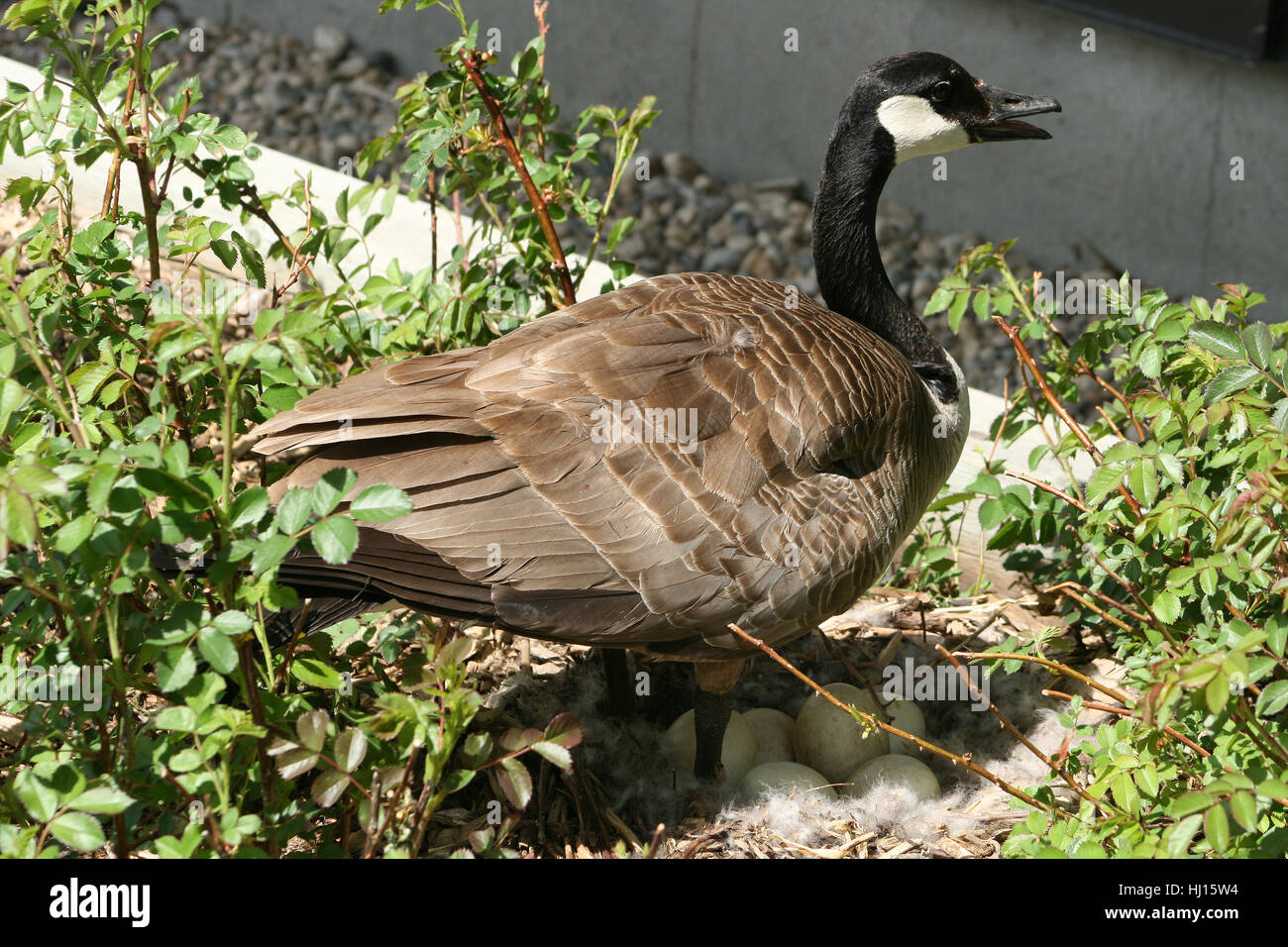 bird, nest, outdoor, waterfowl, egg, goose, nature, female, bird ...