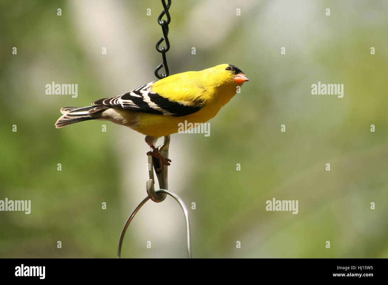 bird, spring, bouncing, bounces, hop, skipping, frisks, jumping, jump ...