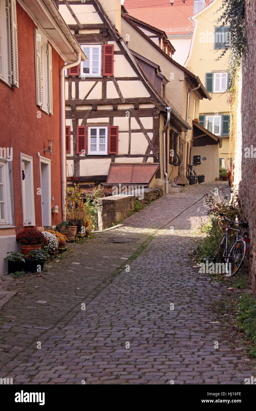 bike, bicycle, cycle, flower, flowers, plant, pavement, frame-work ...