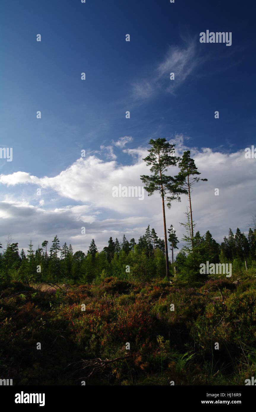 blue, beautiful, beauteously, nice, environment, enviroment, colour ...