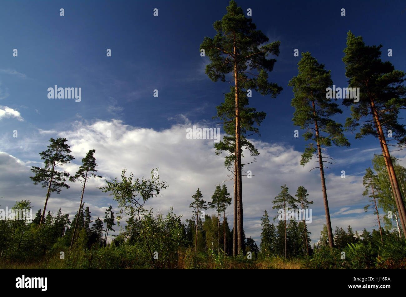 blue, beautiful, beauteously, nice, environment, enviroment, colour ...