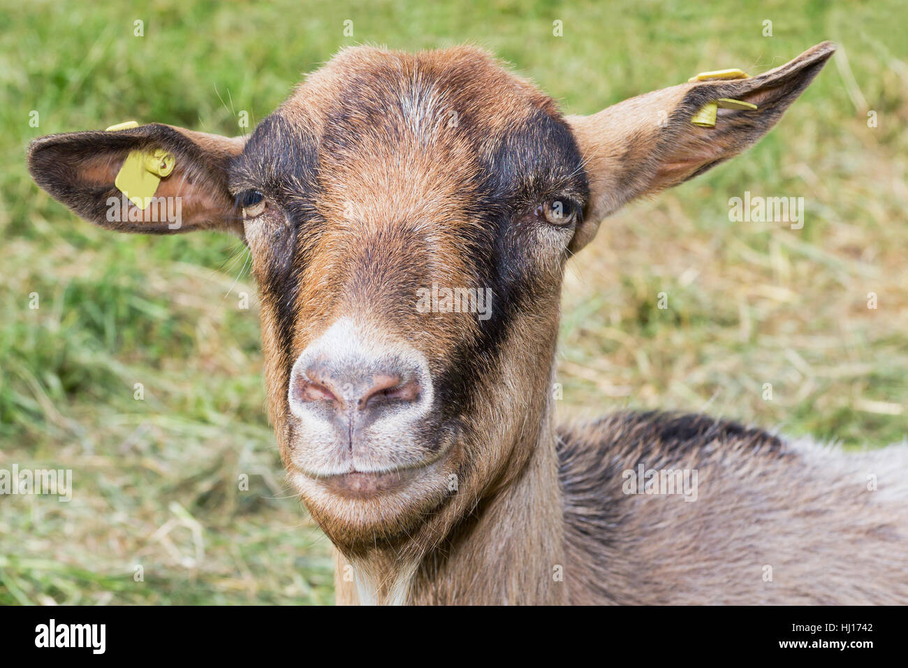 portrait of a goat Stock Photo - Alamy
