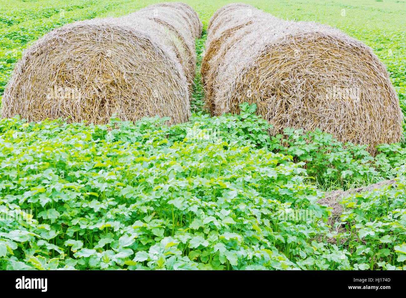 rows with straw bales Stock Photo - Alamy