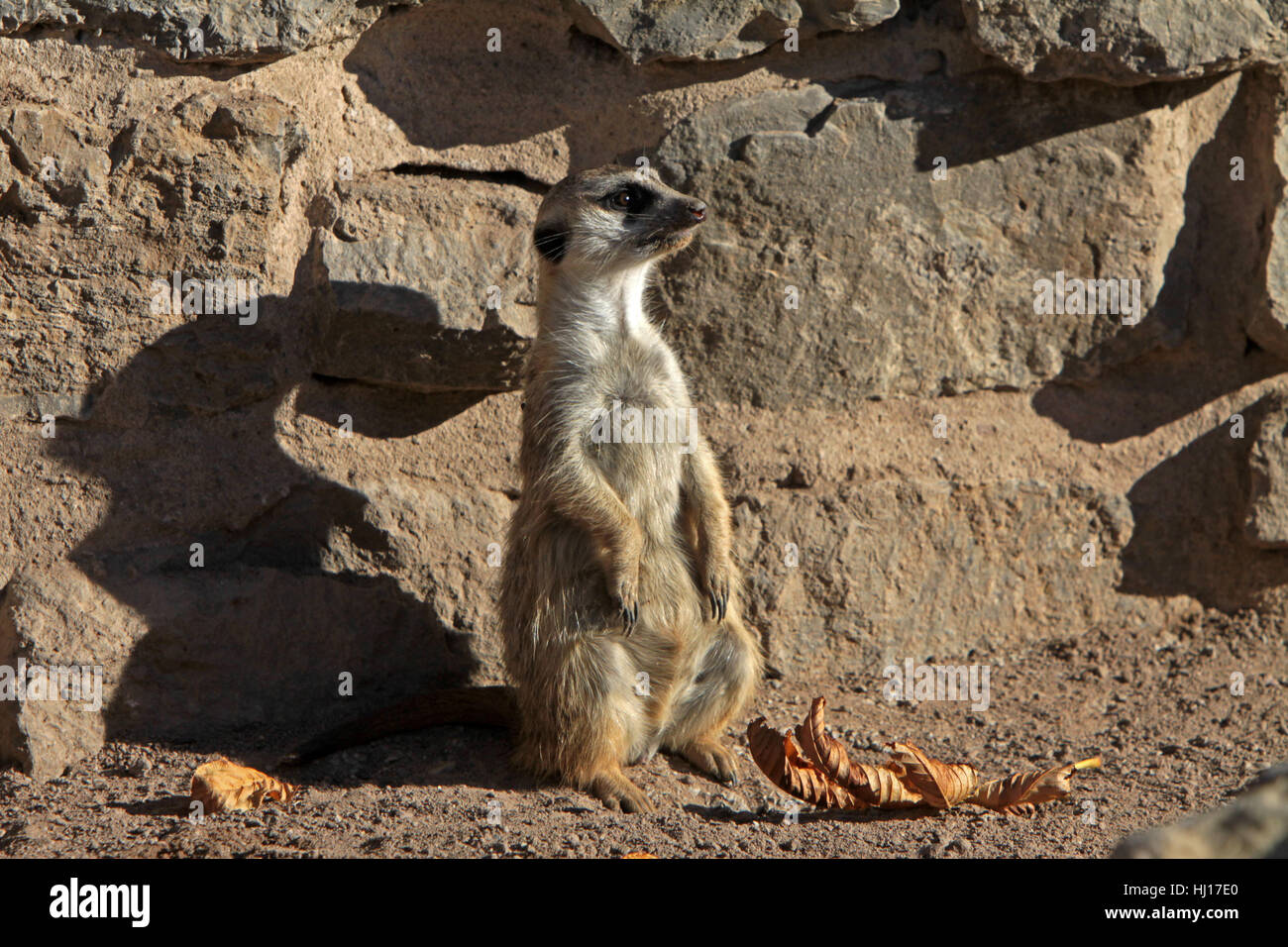animal, mammal, watchful, witty, mammals, predator, fur bearing animal ...
