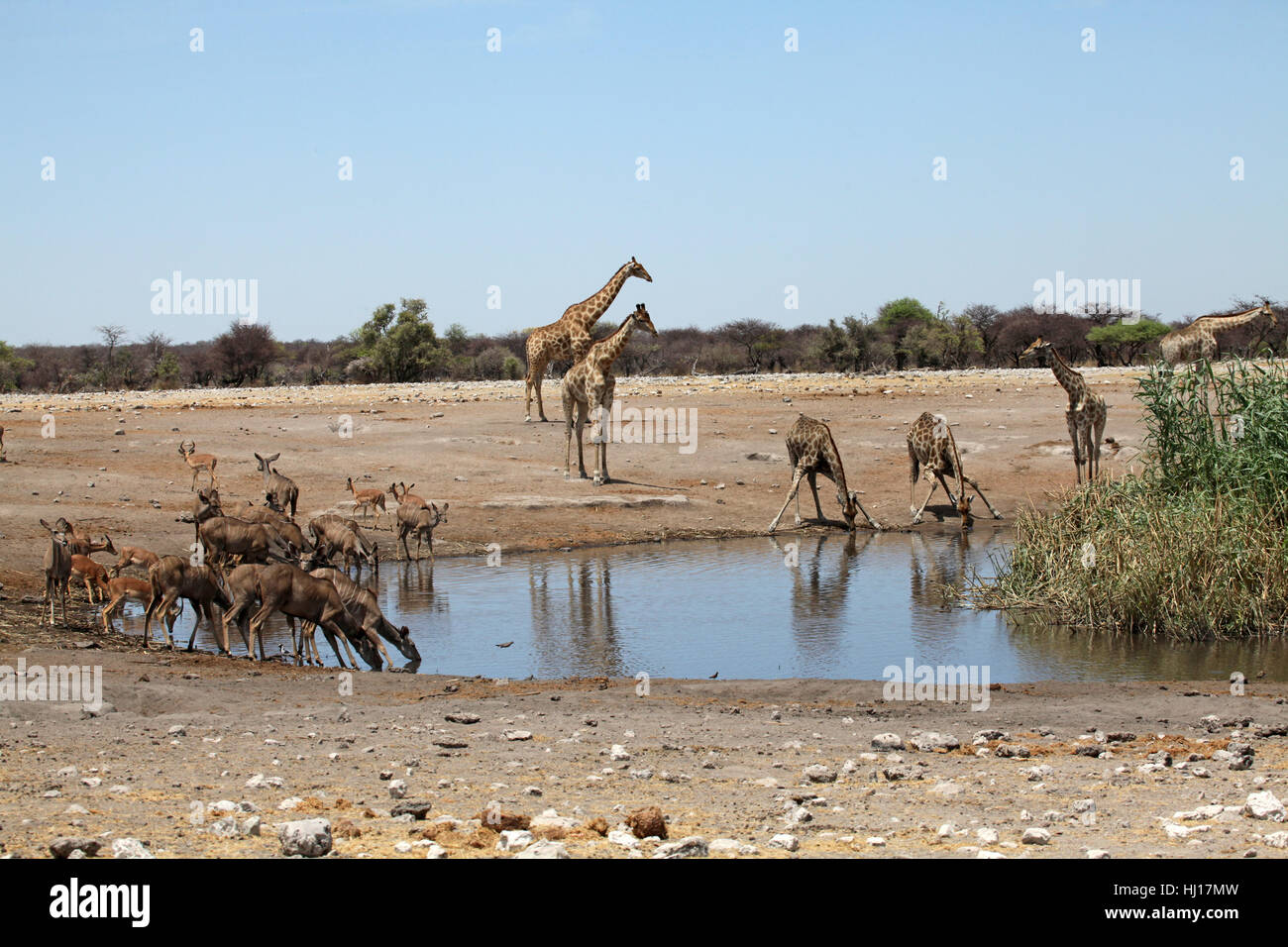 africa, namibia, cornets, antelope, waterhole, angola giraffe, groer ...