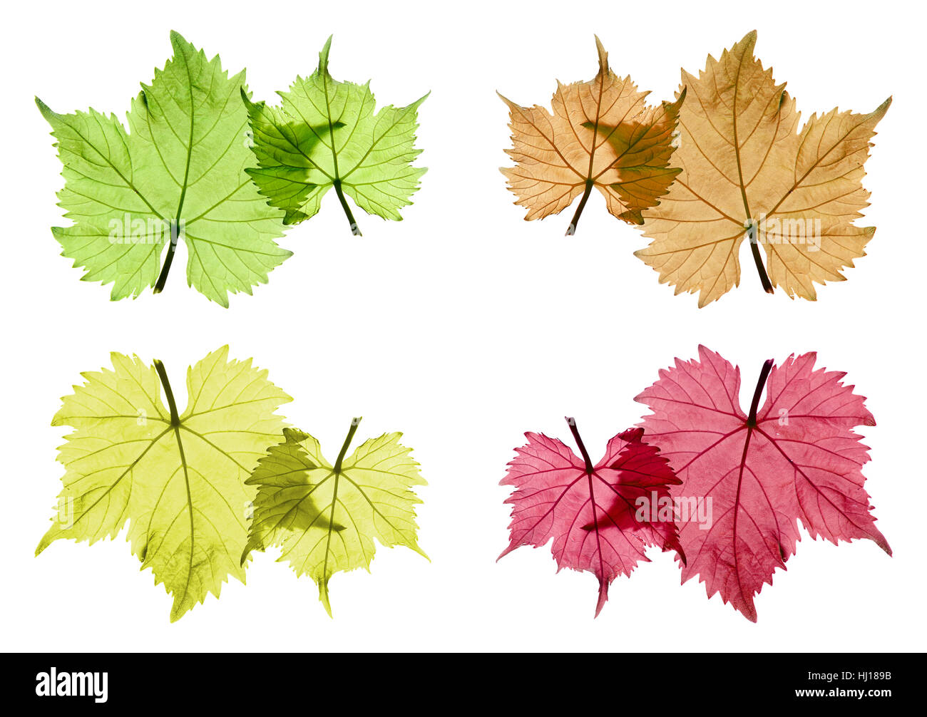 leaf, art, isolated, colour, model, design, project, concept, plan ...