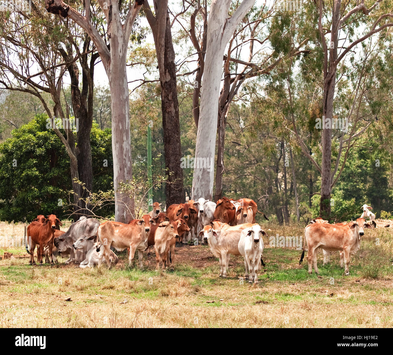 Australian cattle station High Resolution Stock Photography and Images ...