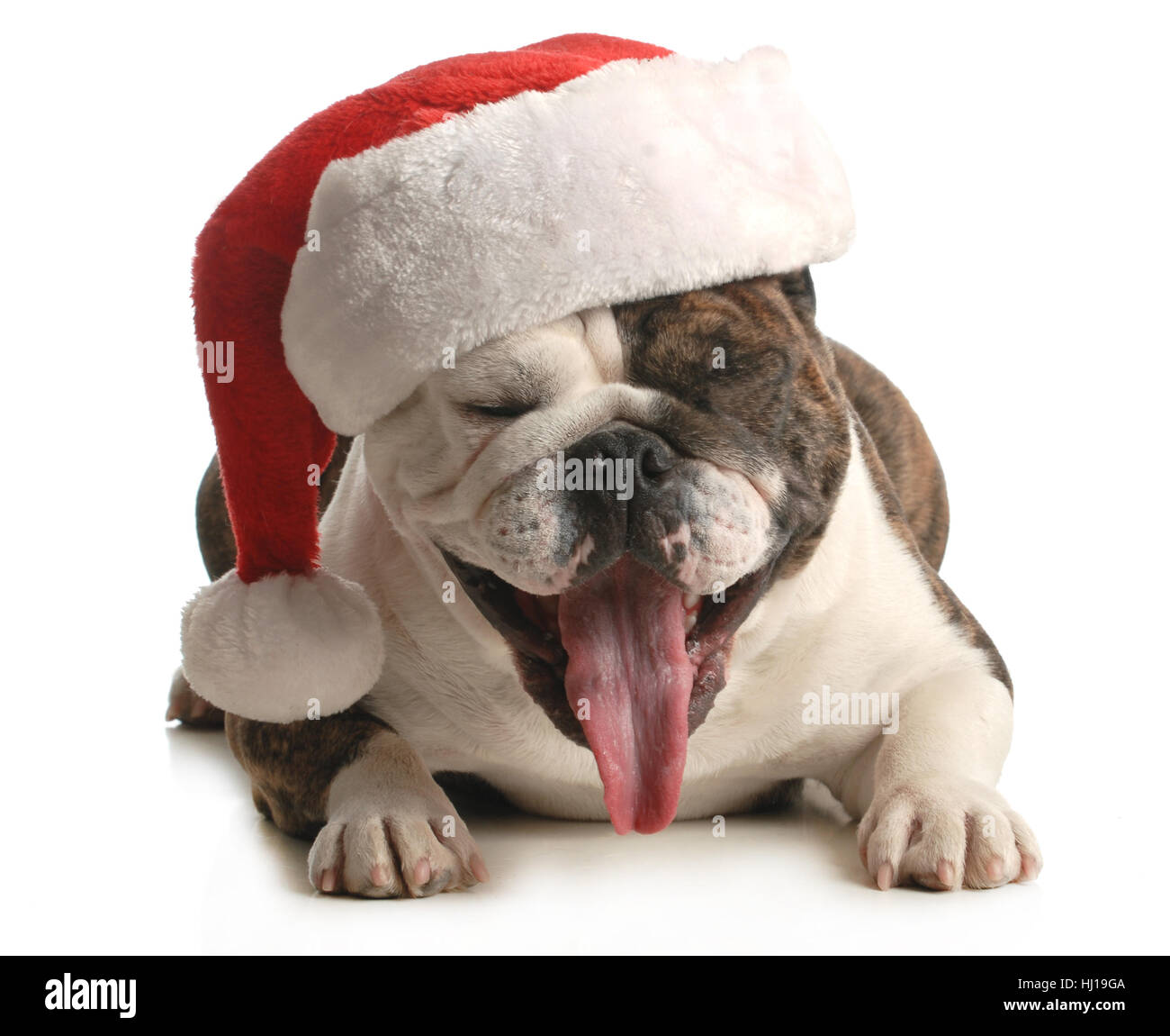 religion, isolated, animal, pet, teeth, bull, tongue, face, hat ...