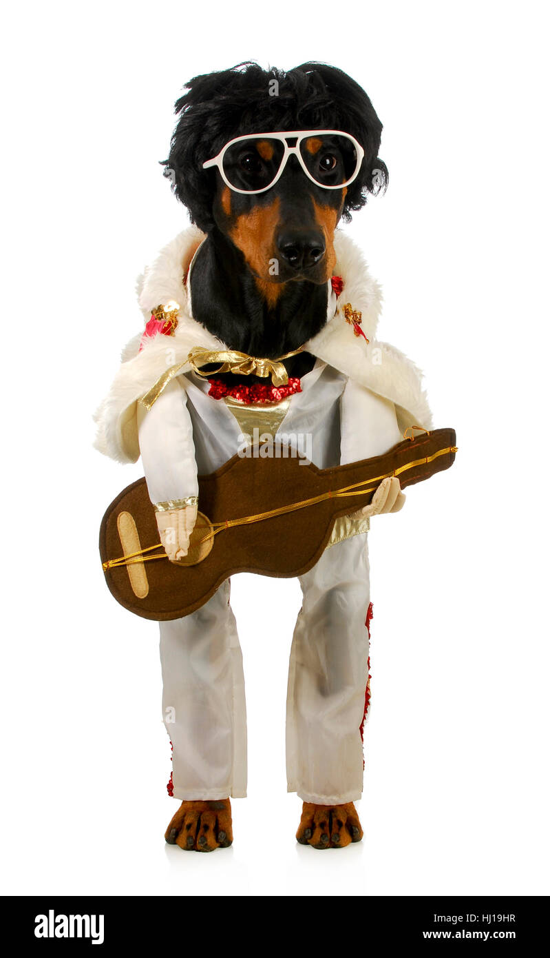 singing dog - doberman pinscher dressed up as a rock star on white ...