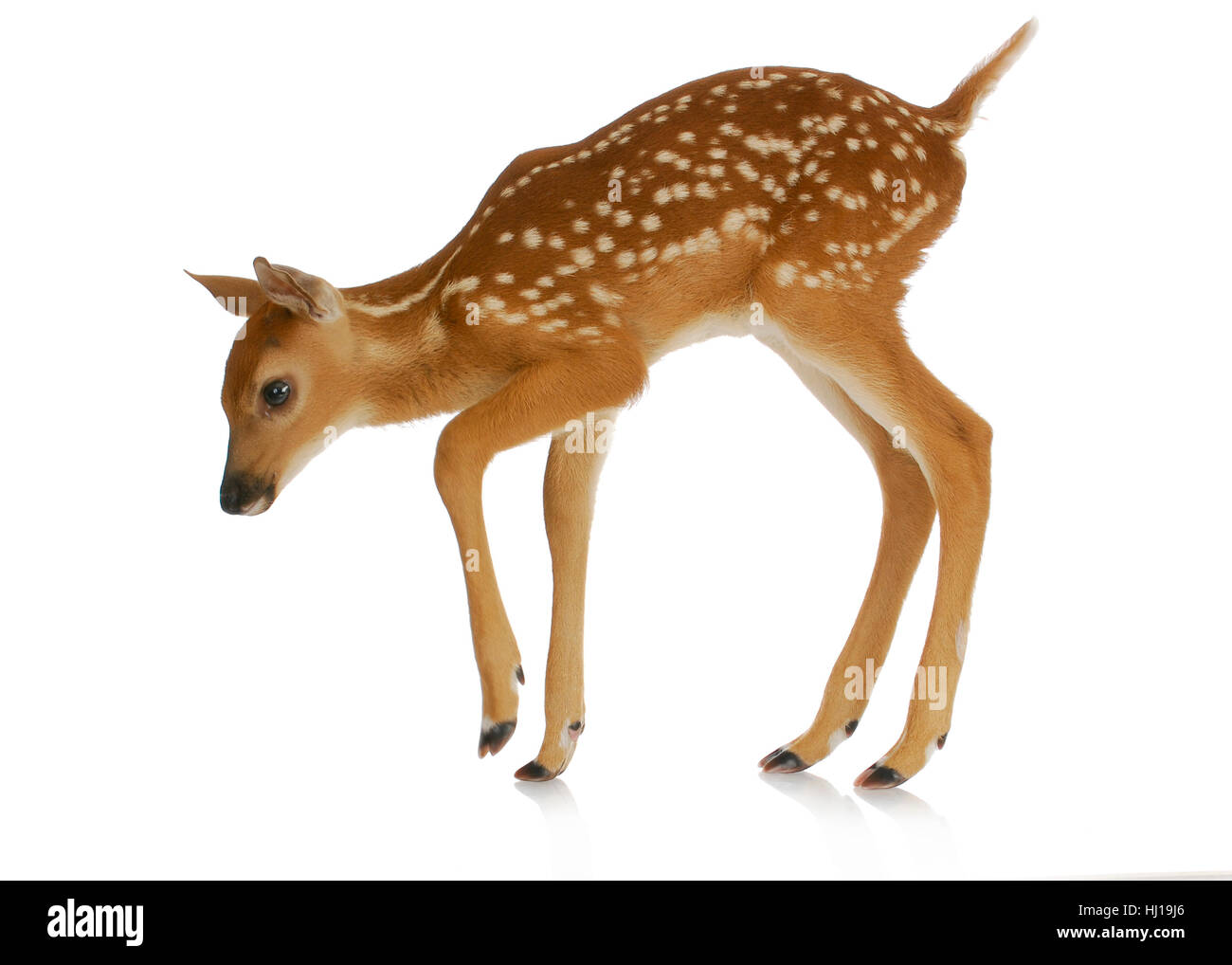 fawn - white-tail fawn isolated on white background Stock Photo - Alamy