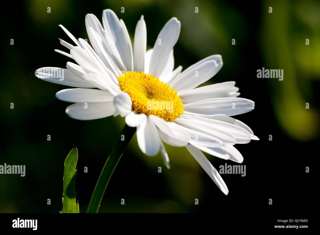 close, beautiful, beauteously, nice, object, detail, environment ...