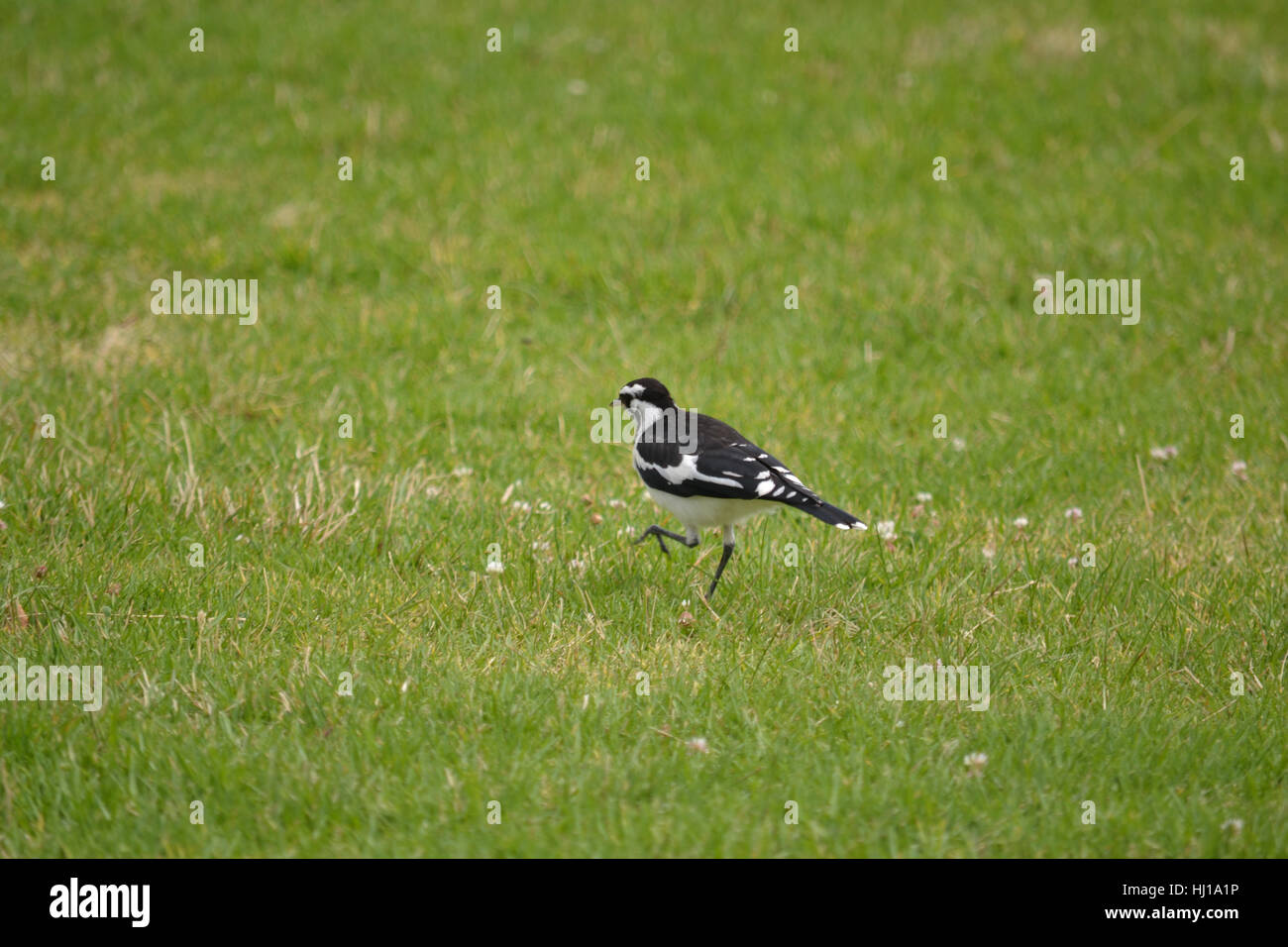 Tiny Running Bird Stock Photo - Alamy