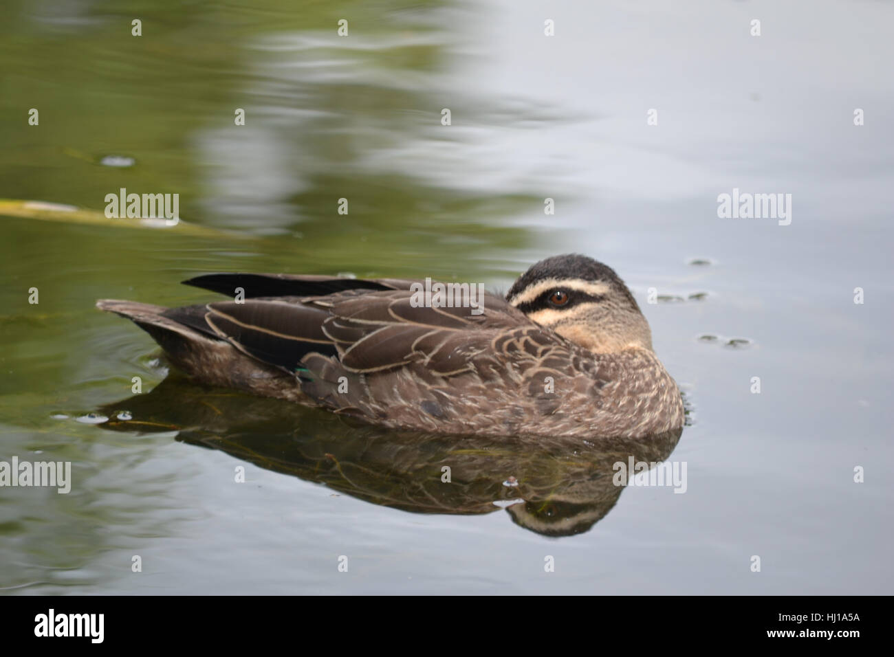 Sleeping duck hi-res stock photography and images - Alamy