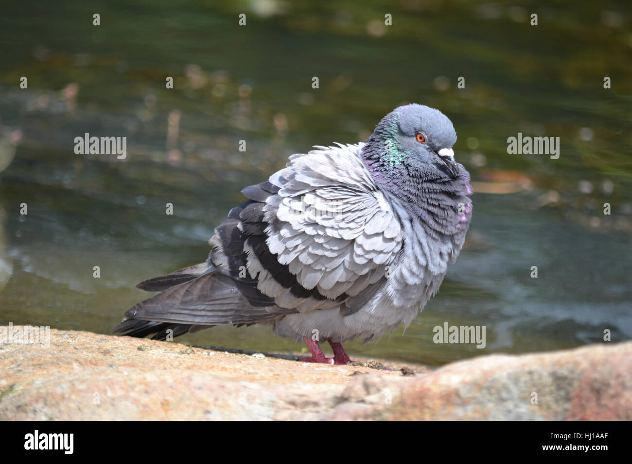 Pigeon Feathers Stock Photos & Pigeon Feathers Stock Images - Alamy