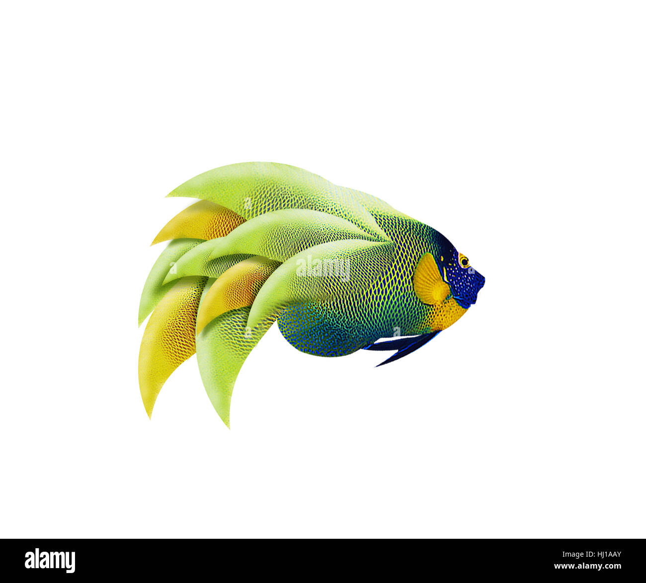 colorful angelfish isolated on white background Stock Photo - Alamy
