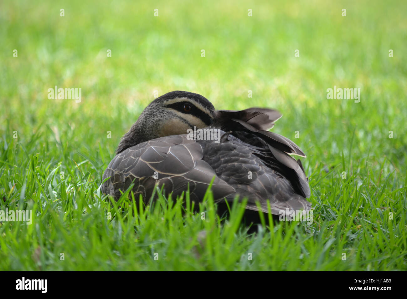 Sleeping duck hi-res stock photography and images - Alamy