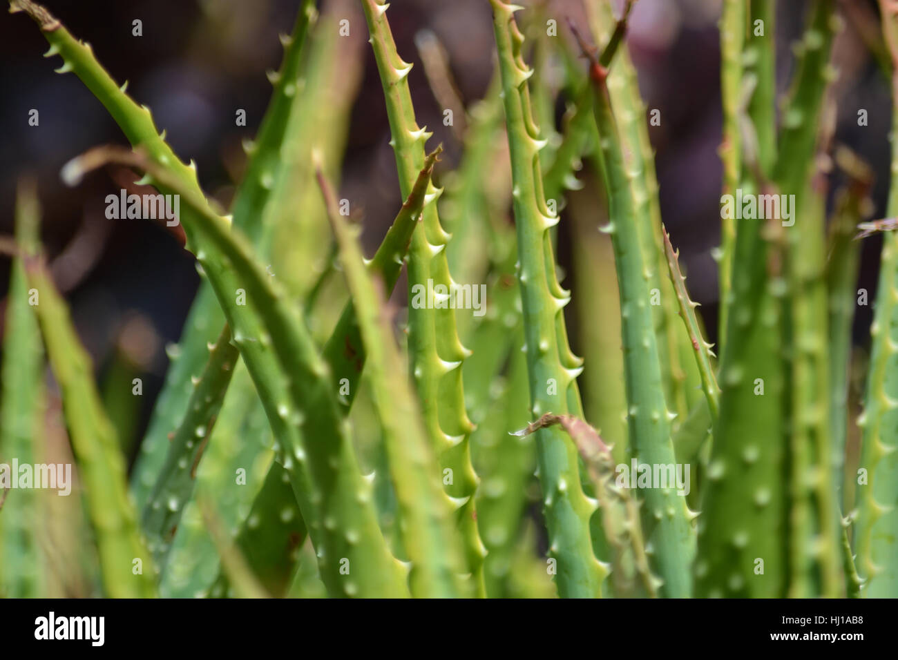 Australia garden cactus hi-res stock photography and images - Alamy