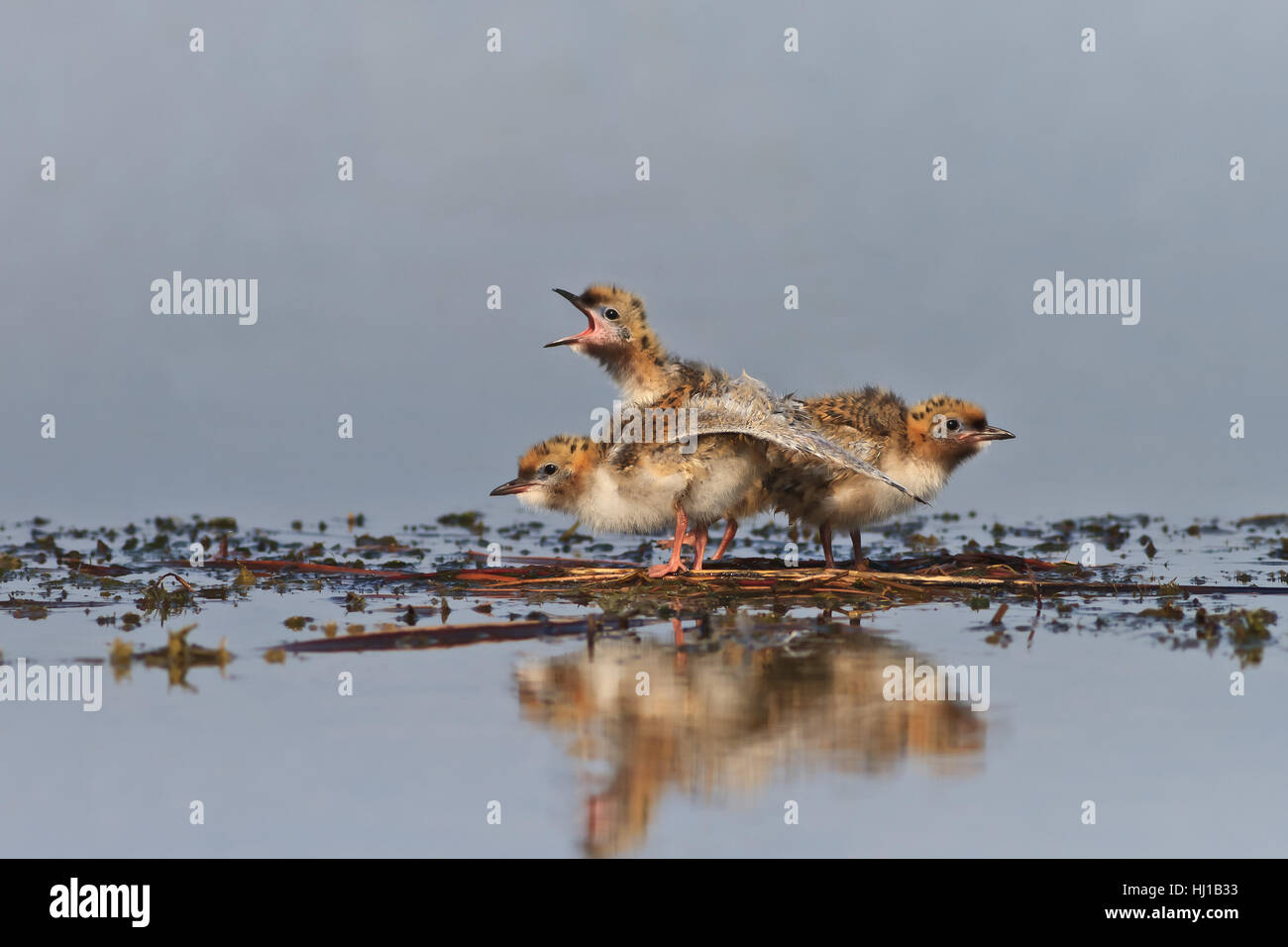 animal, swamp, portrait, birds, reflection, wildlife, chick, common ...