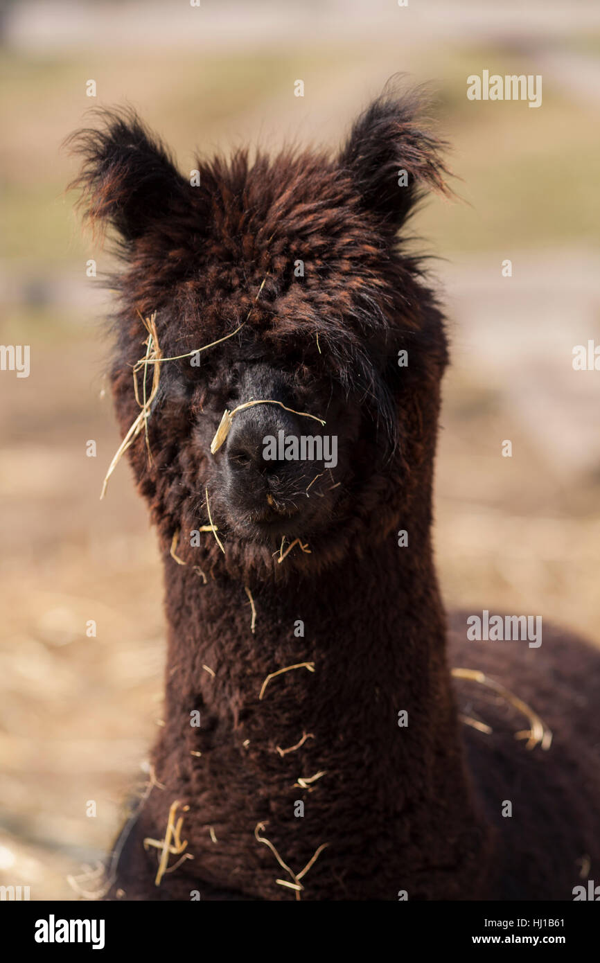 alpaca (vicugna pacos Stock Photo - Alamy