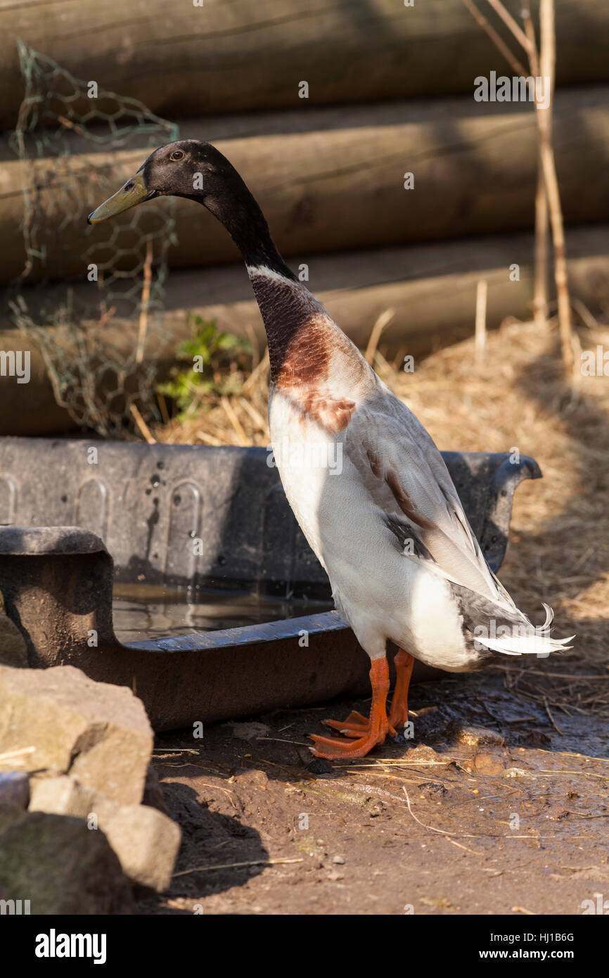 animal, bird, animals, birds, europe, hesse, outside, ducks, duck, day ...