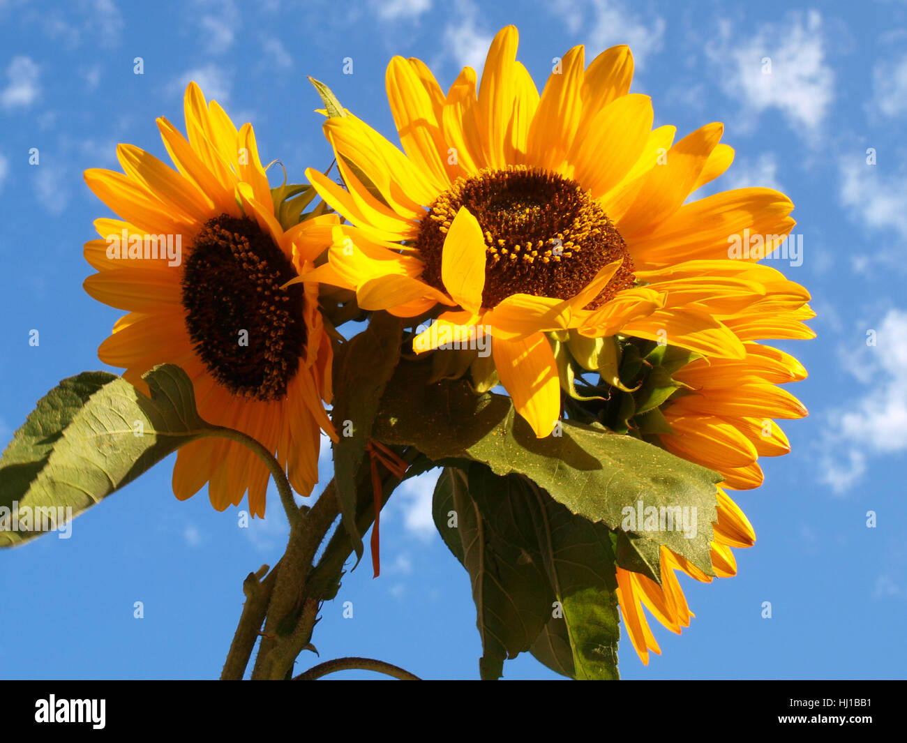 colour, model, design, project, concept, plan, draft, flower, plant ...