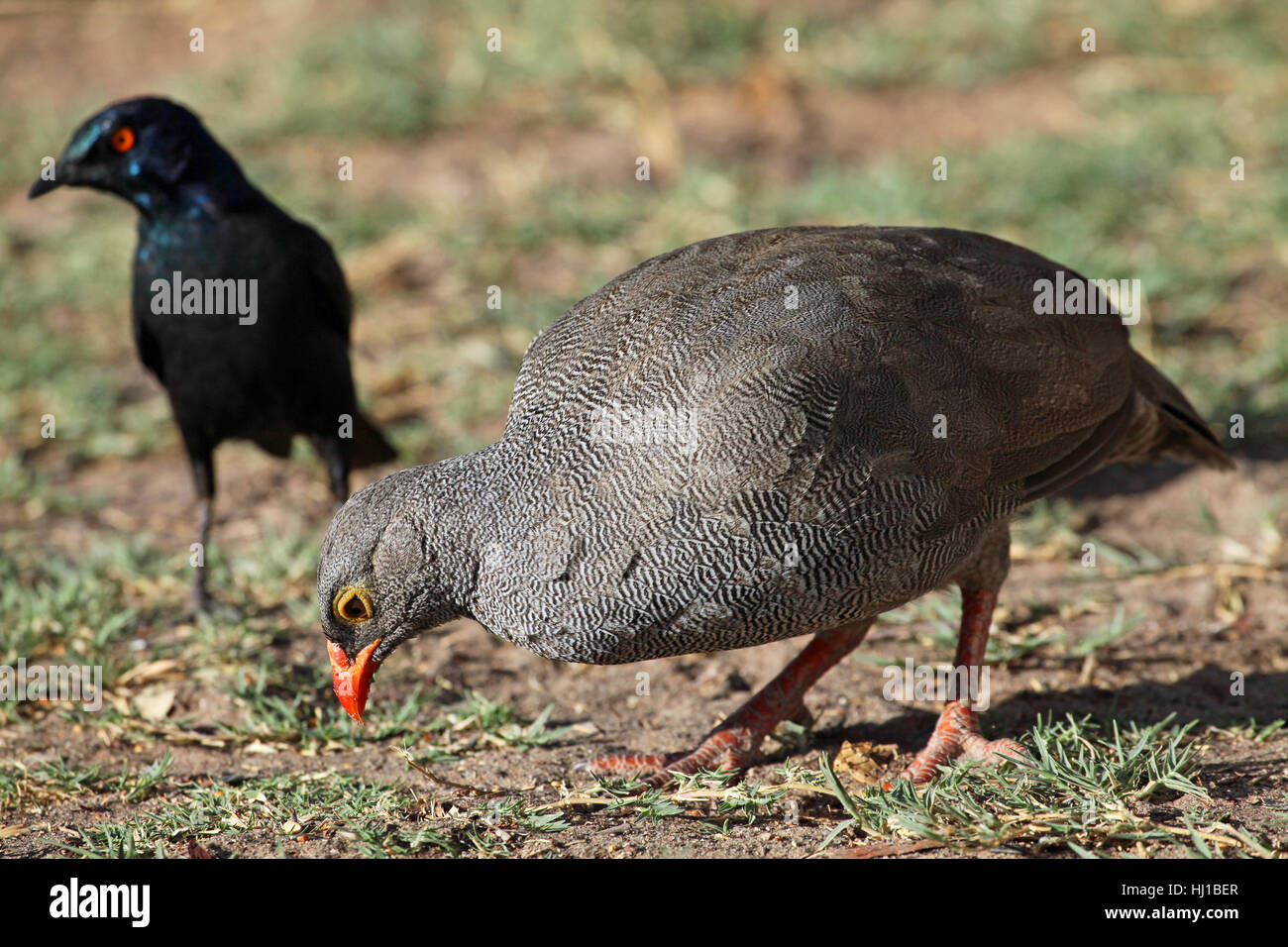 Red billed spurfowl pternistis adspersus hi-res stock photography and ...