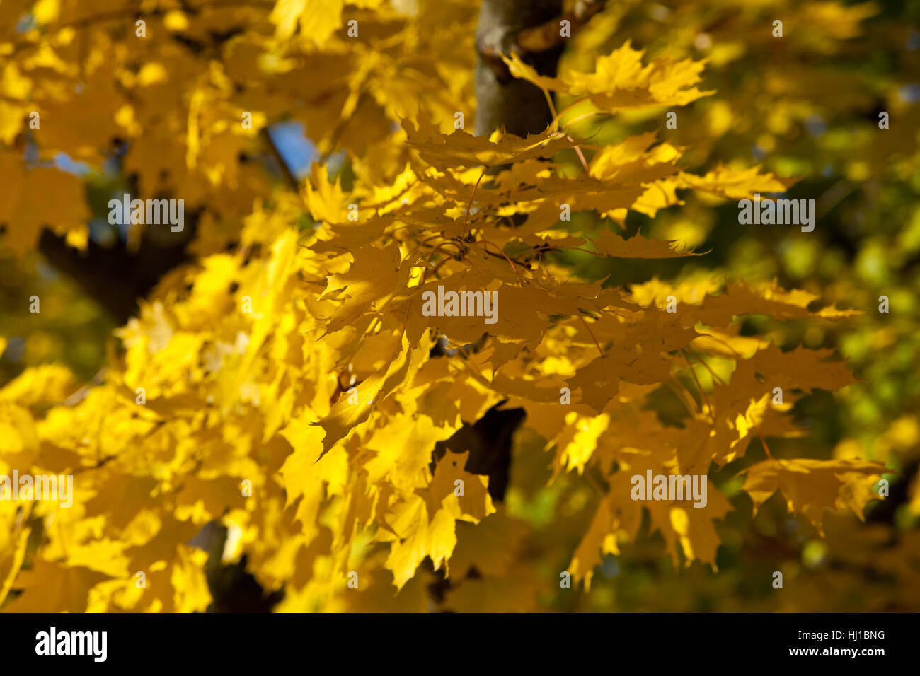 blue, leaves, branch, autumn colours, colour, colors, colours, foliage ...