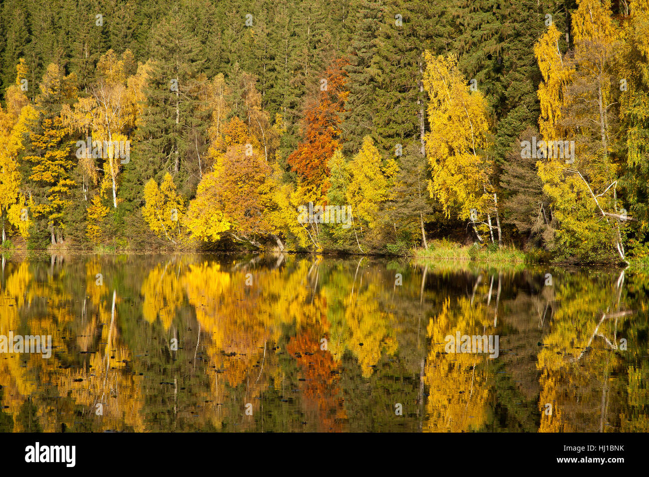 coloured, colourful, gorgeous, multifarious, richly coloured, buzzer ...