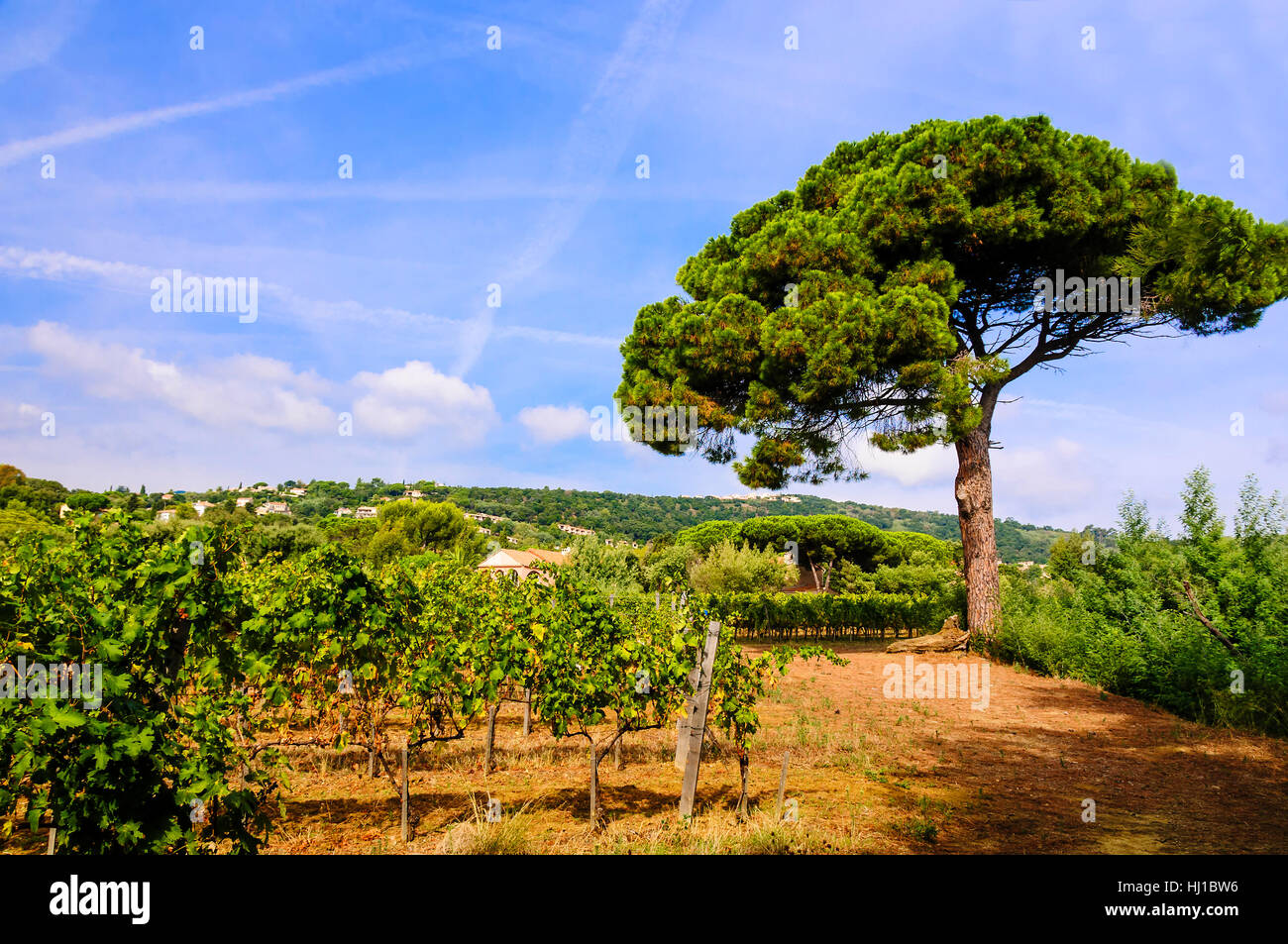 tree, plant, field, vineyards, firmament, sky, nature, clouds, house ...