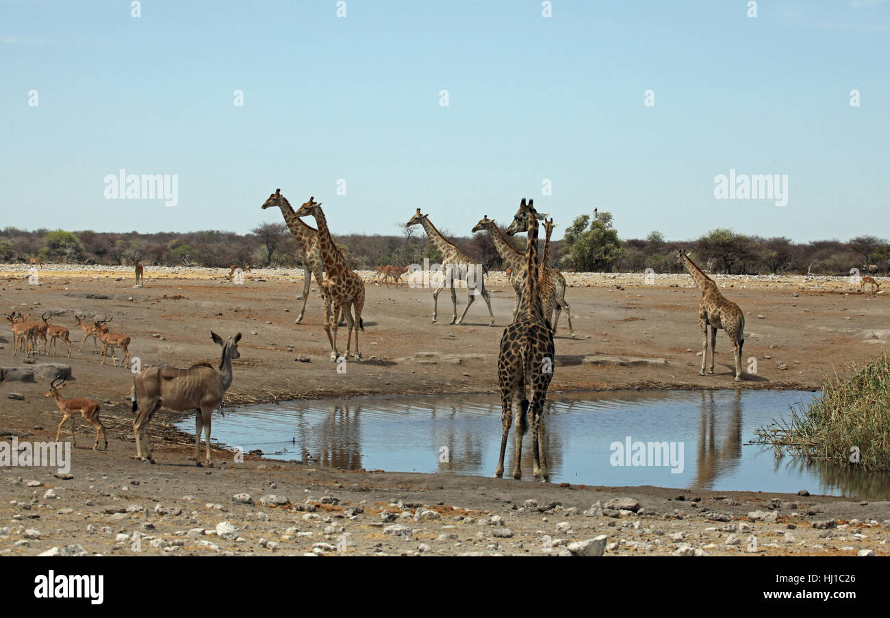 Chudob Waterhole High Resolution Stock Photography and Images - Alamy