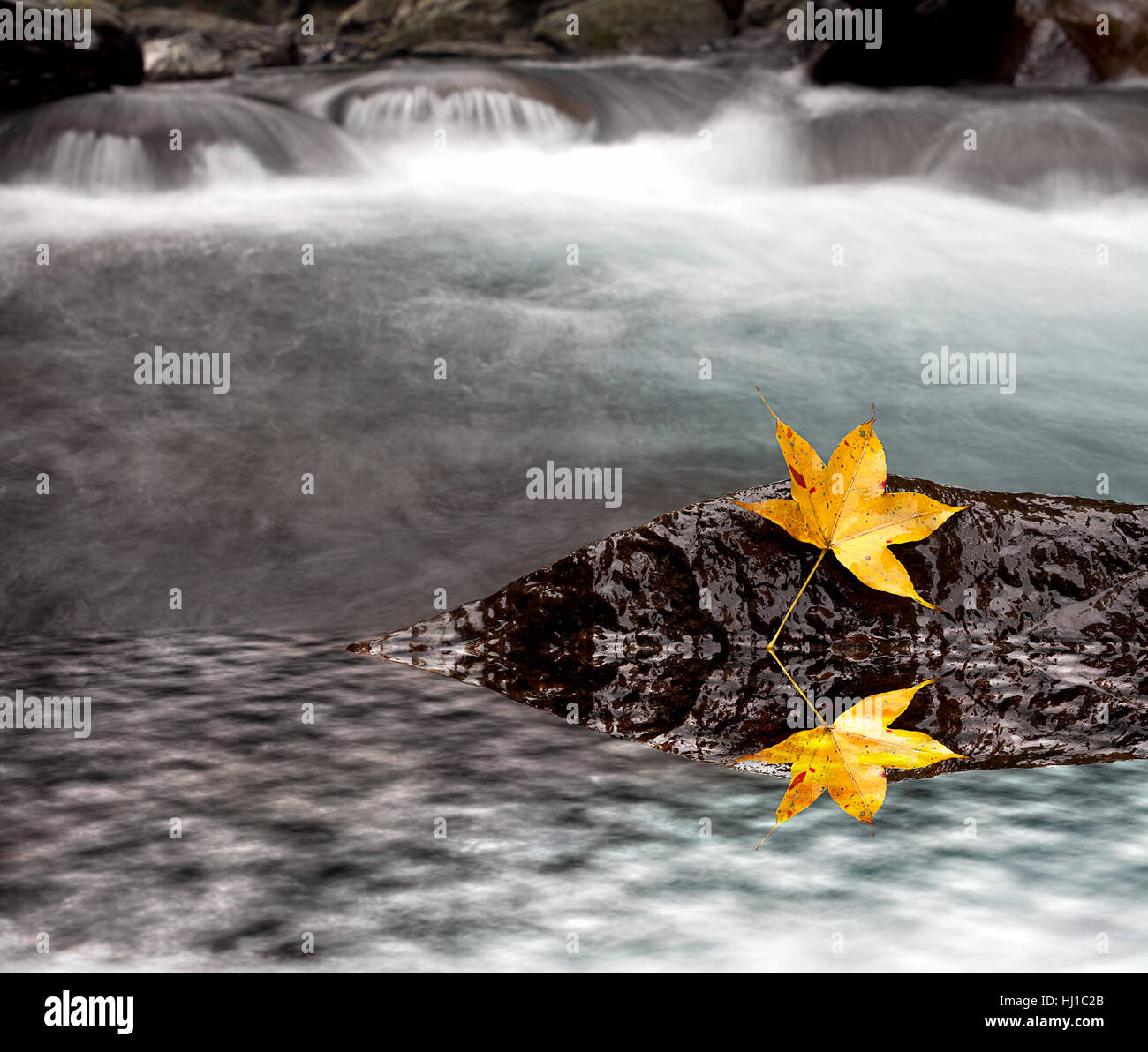 beautiful, beauteously, nice, leaf, object, environment, enviroment ...