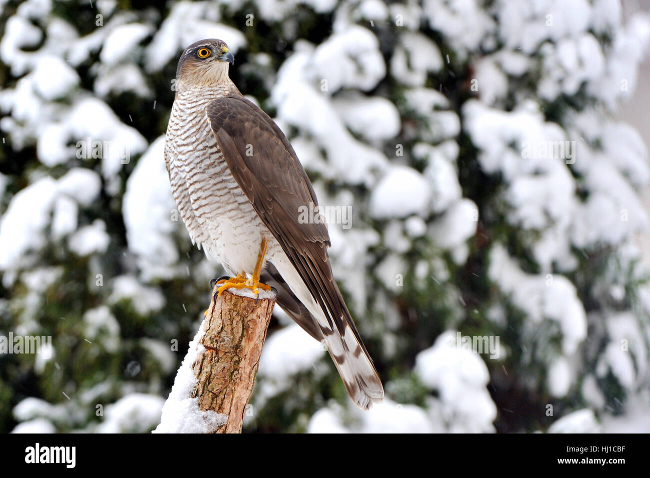 Hhnerhabicht hi-res stock photography and images - Alamy