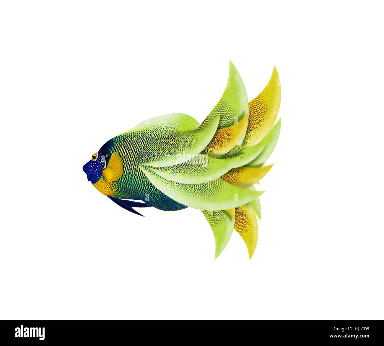 colorful angelfish isolated on white background Stock Photo - Alamy