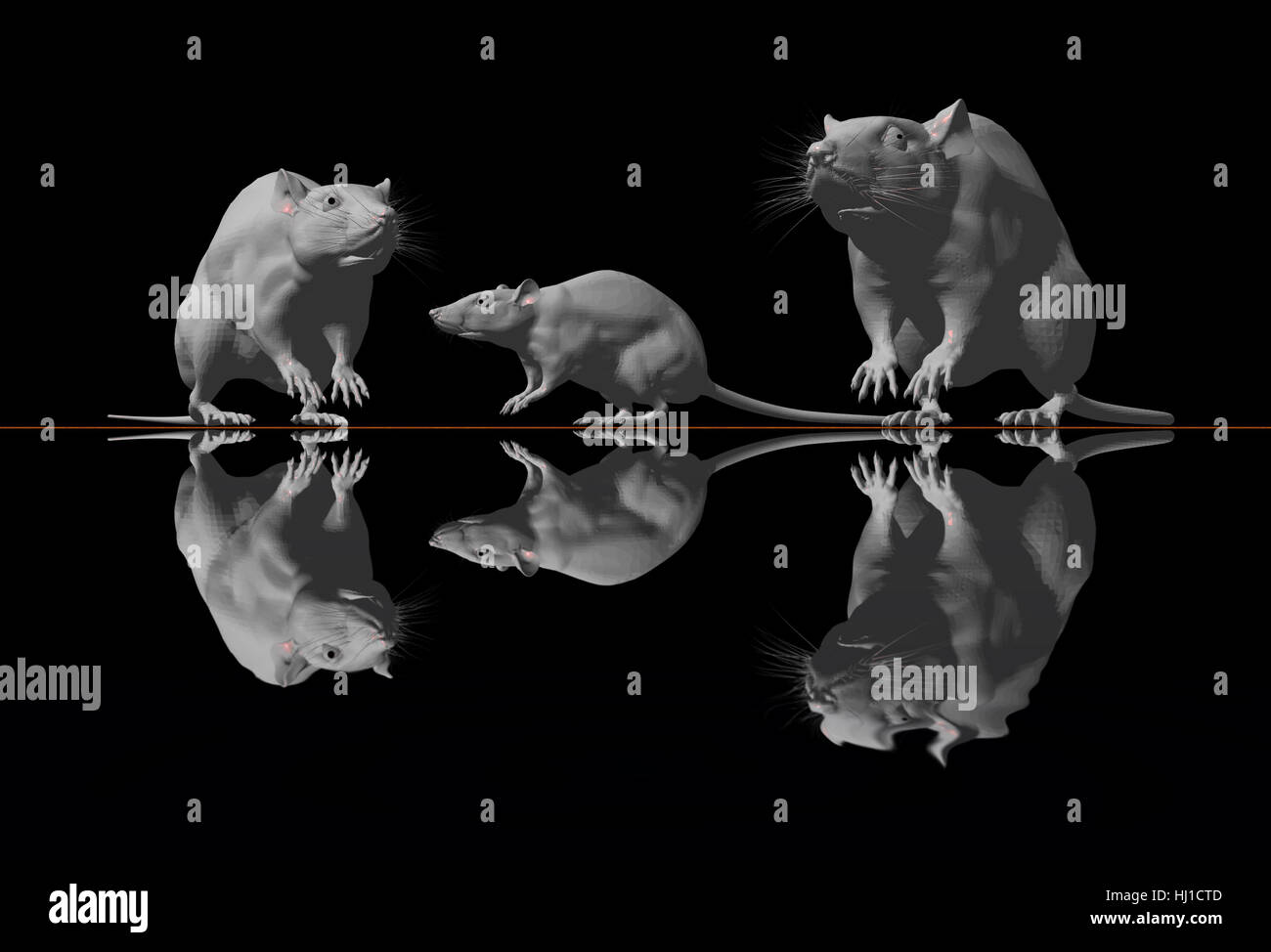 graphic, mirroring, three, mouse, mice, rat, rats, graphic, black ...