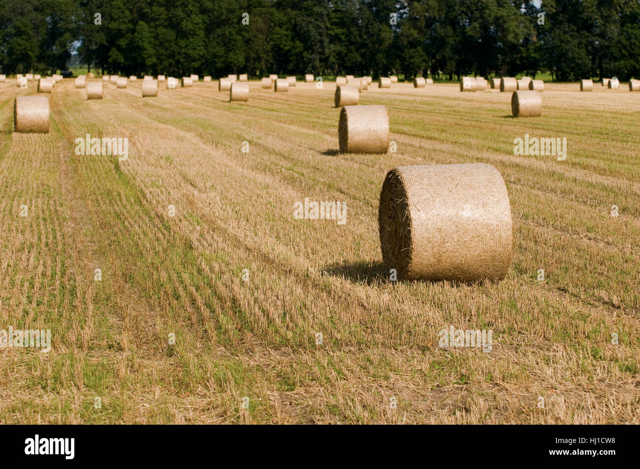bucolic, agriculture, farming, field, corn field, hay, straw, season ...