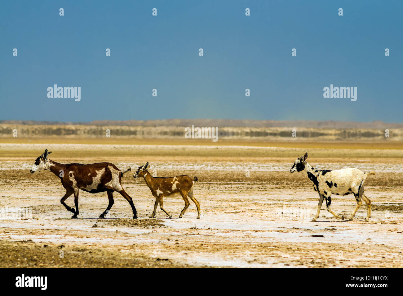 desert, wasteland, goat, goats, colombia, landscape, scenery ...