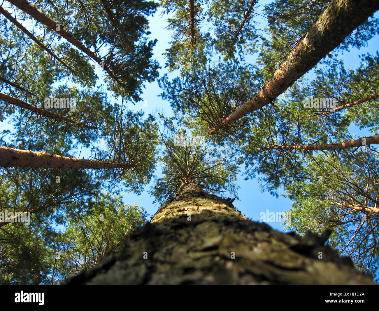 tree, trees, pine, cloud, landscape, scenery, countryside, nature ...