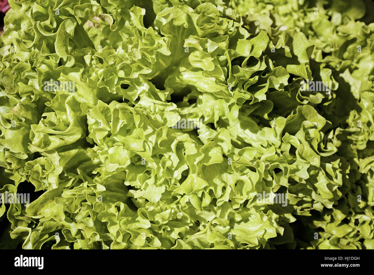 Sheets of one type of lettuce Stock Photo - Alamy